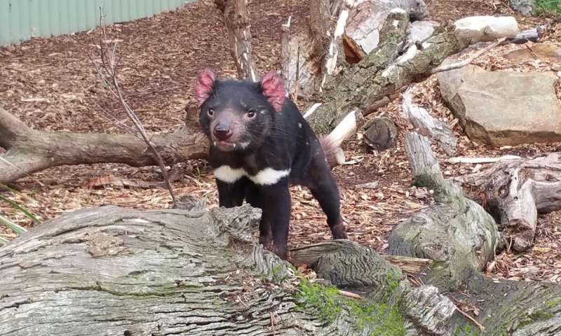 Looking for motivated students for Tasmanian devil immunology research ...